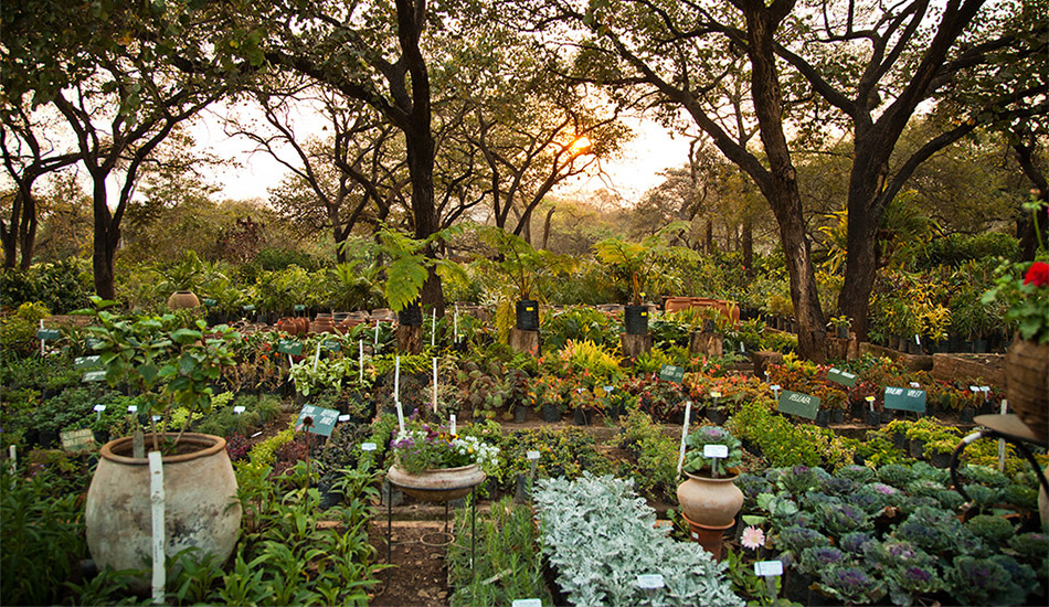 Histoire De La Permaculture | Native Forest